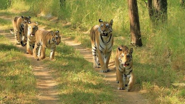 The Mesmerizing Odisha Wildlife Tours - Go on a Nature Tour This Year